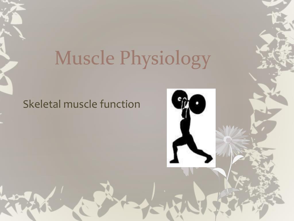 PPT - Muscle Physiology PowerPoint Presentation, free download - ID:1914257
