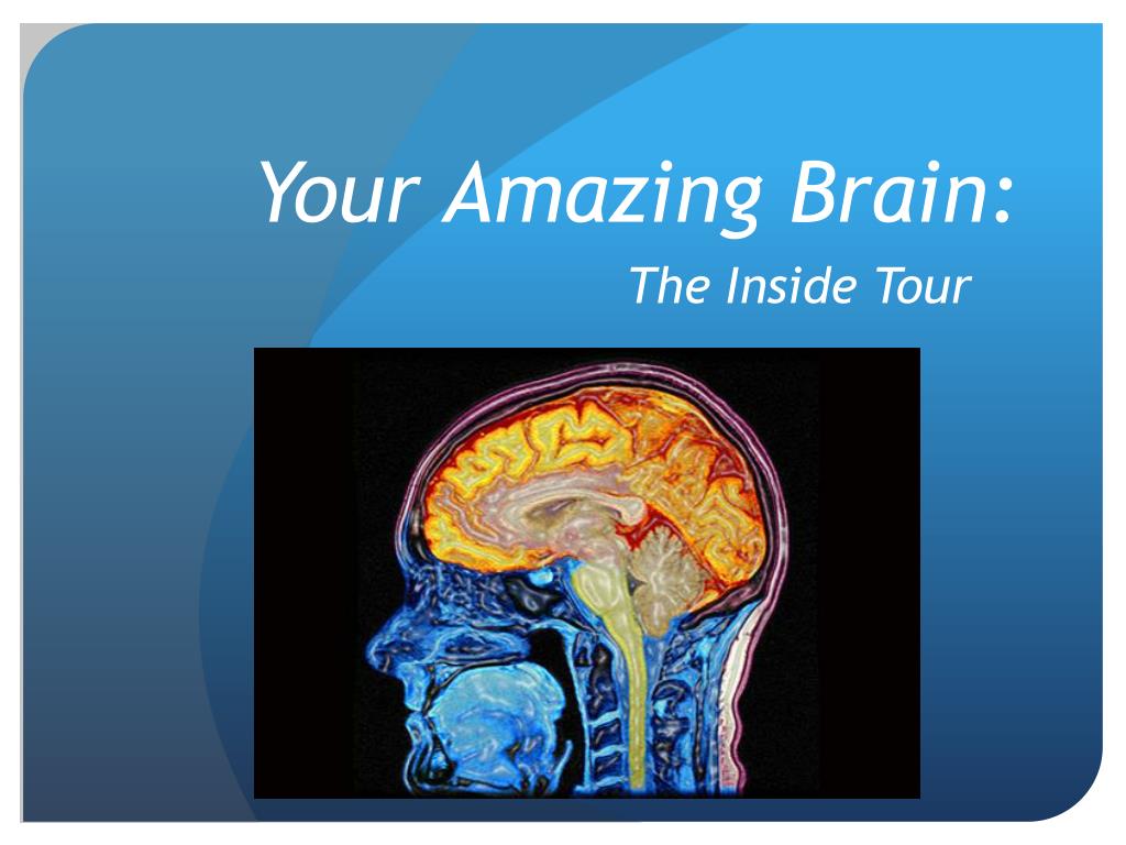 PPT - Your Amazing Brain: PowerPoint Presentation, free download - ID ...