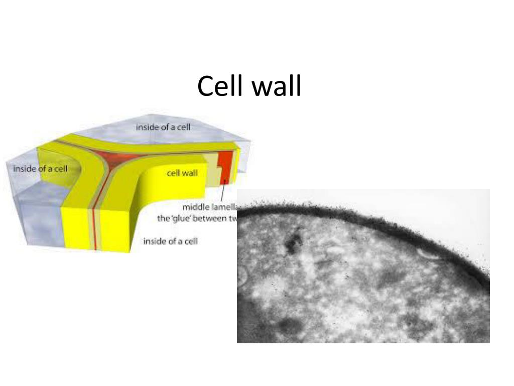 PPT - Cell wall PowerPoint Presentation, free download - ID:1916879