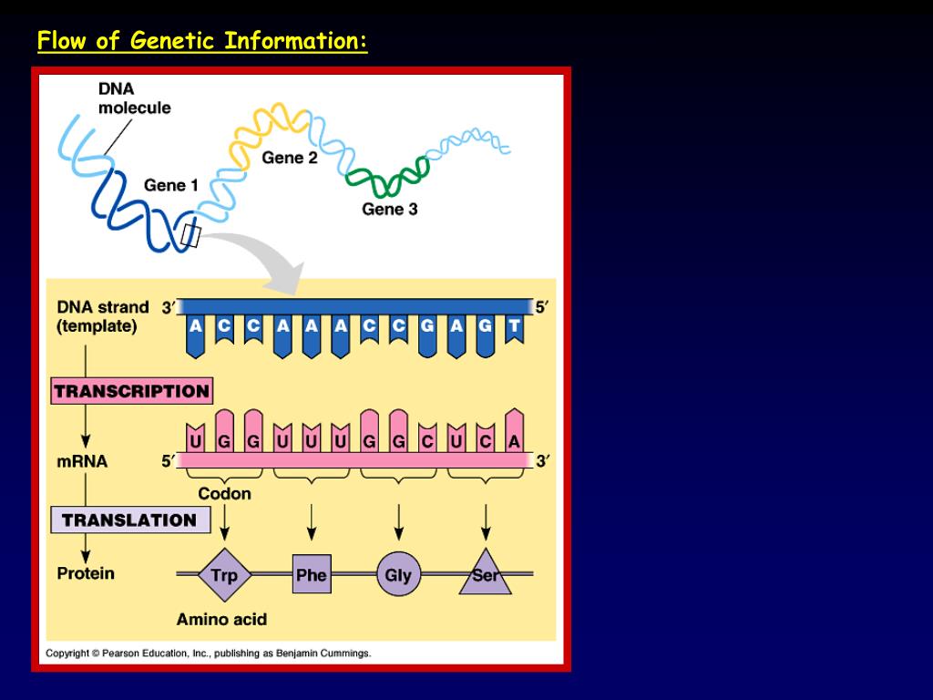 PPT - Flow of Genetic Information: PowerPoint Presentation, free ...