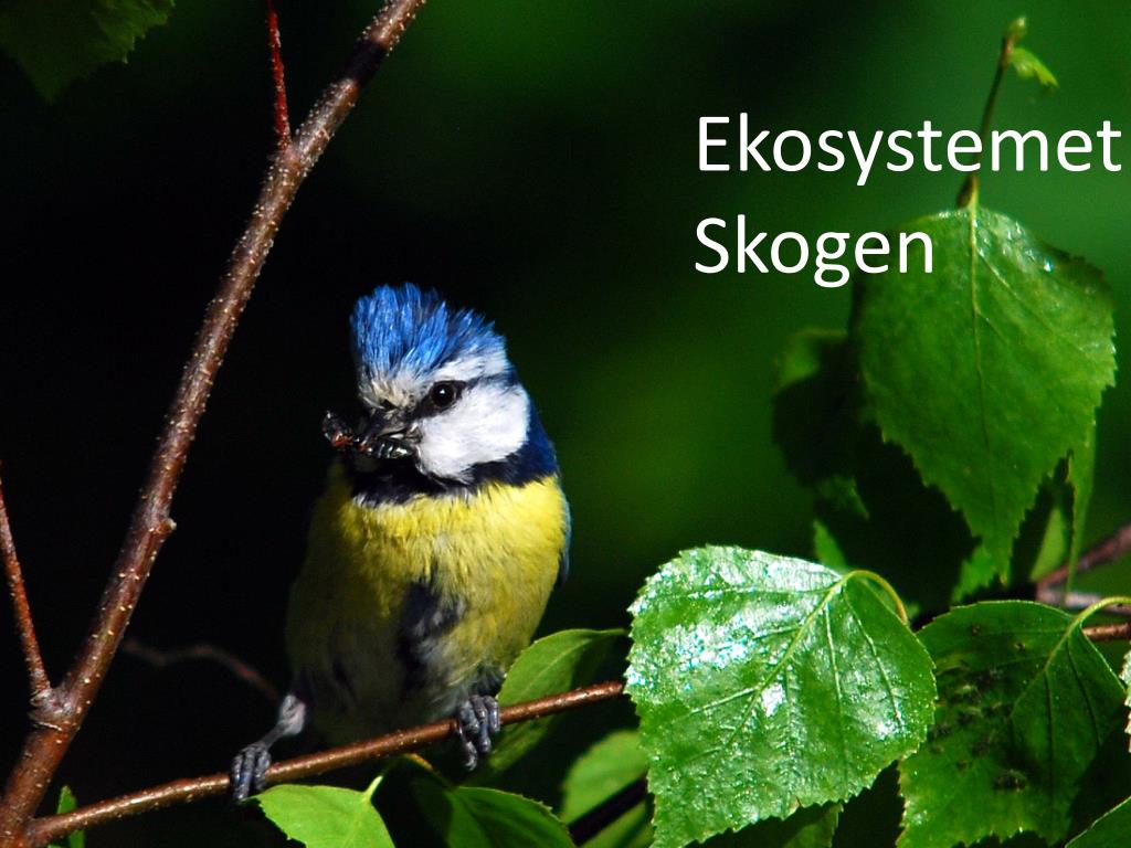 PPT - Ekosystem PowerPoint Presentation, free download - ID:1919780