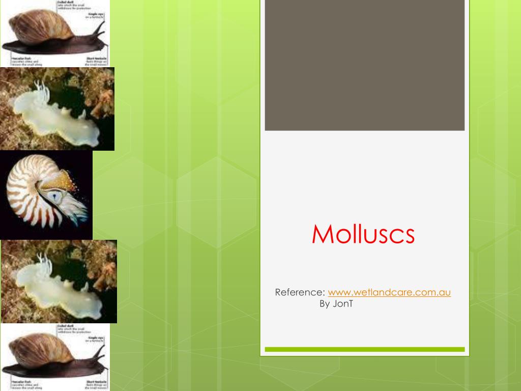 PPT - Molluscs PowerPoint Presentation, free download - ID:1919987
