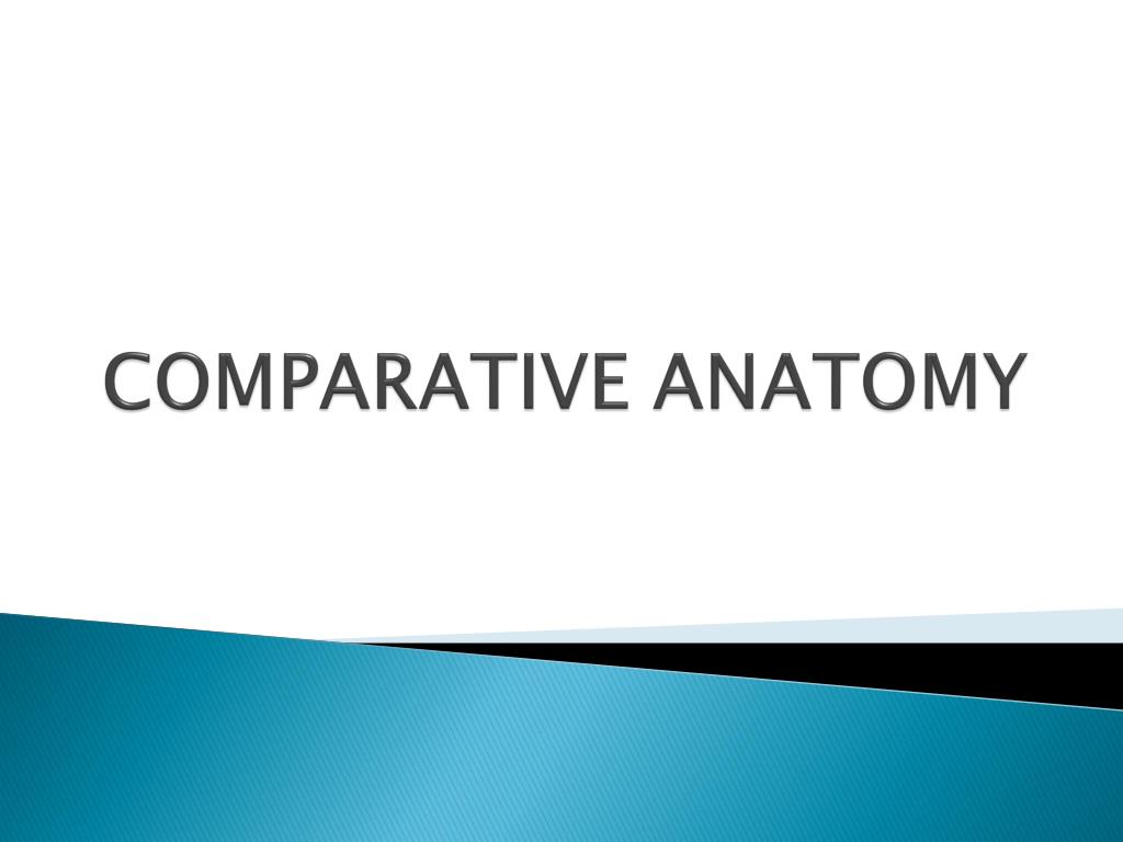 PPT - COMPARATIVE ANATOMY PowerPoint Presentation, free download - ID ...