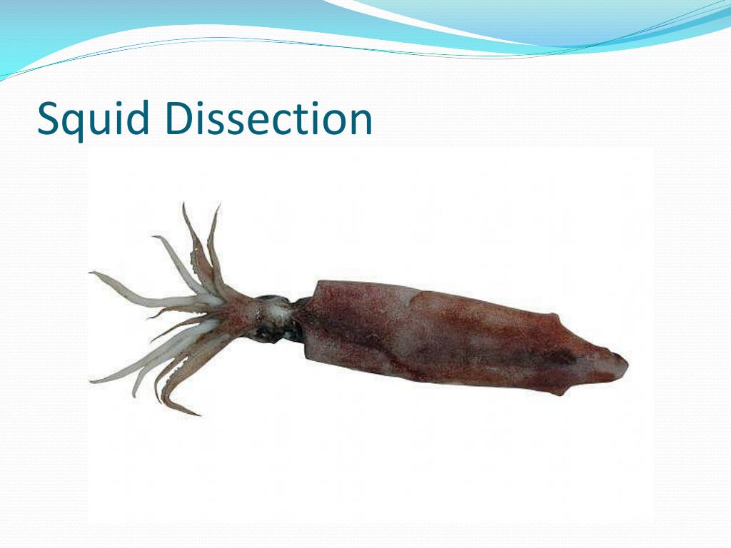 PPT - Squid Dissection PowerPoint Presentation, free download - ID:1920305