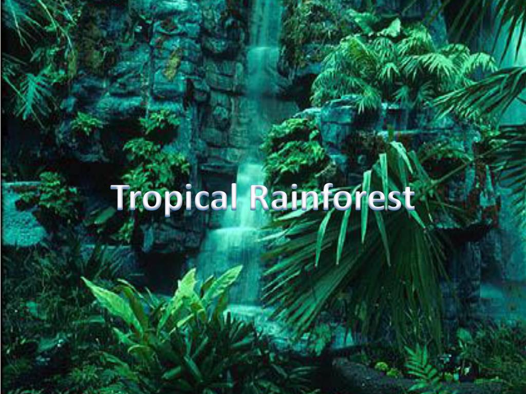 PPT - Tropical Rainforest PowerPoint Presentation, free download - ID ...