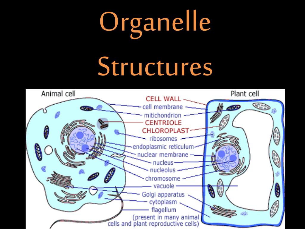 PPT - Organelle Structures PowerPoint Presentation, free download - ID ...