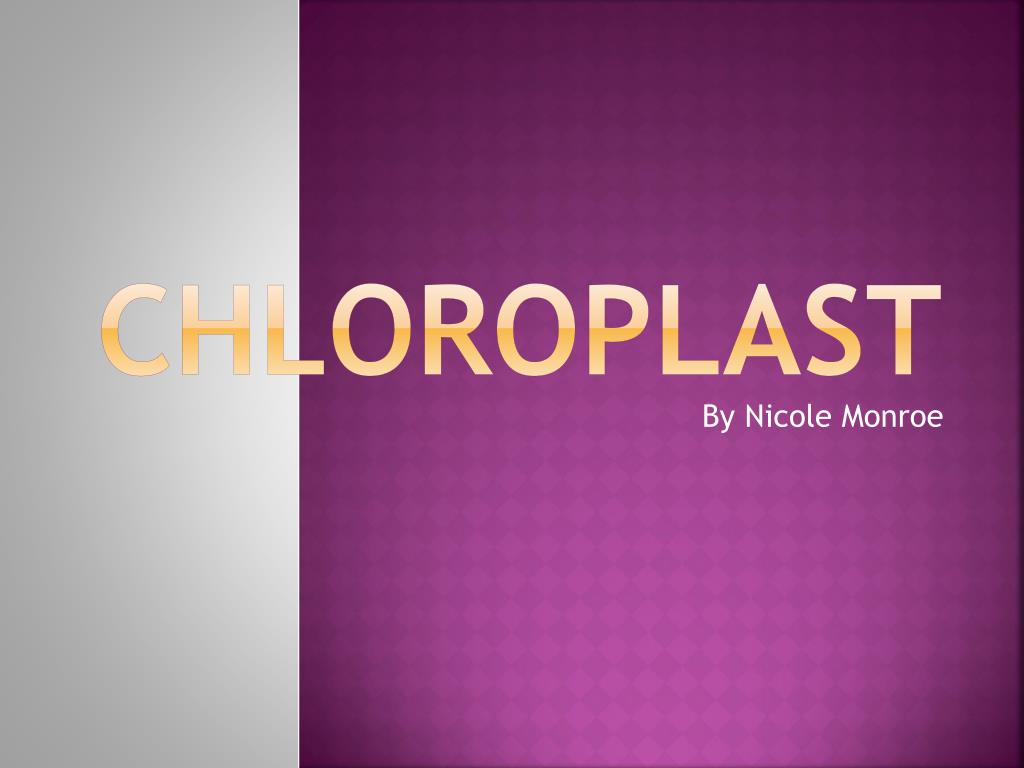 PPT - Chloroplast PowerPoint Presentation, free download - ID:1923073