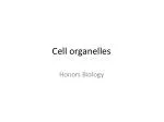 PPT - Cell Organelles PowerPoint Presentation, free download - ID:2651561