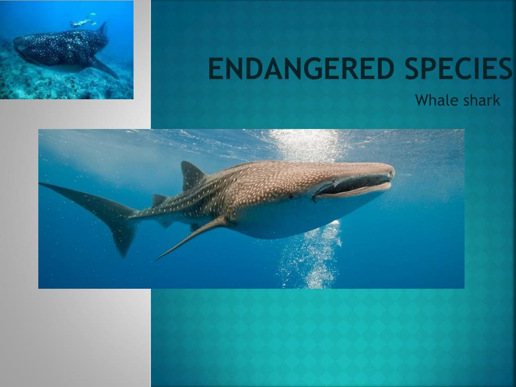 PPT - endangered species PowerPoint Presentation, free download - ID ...