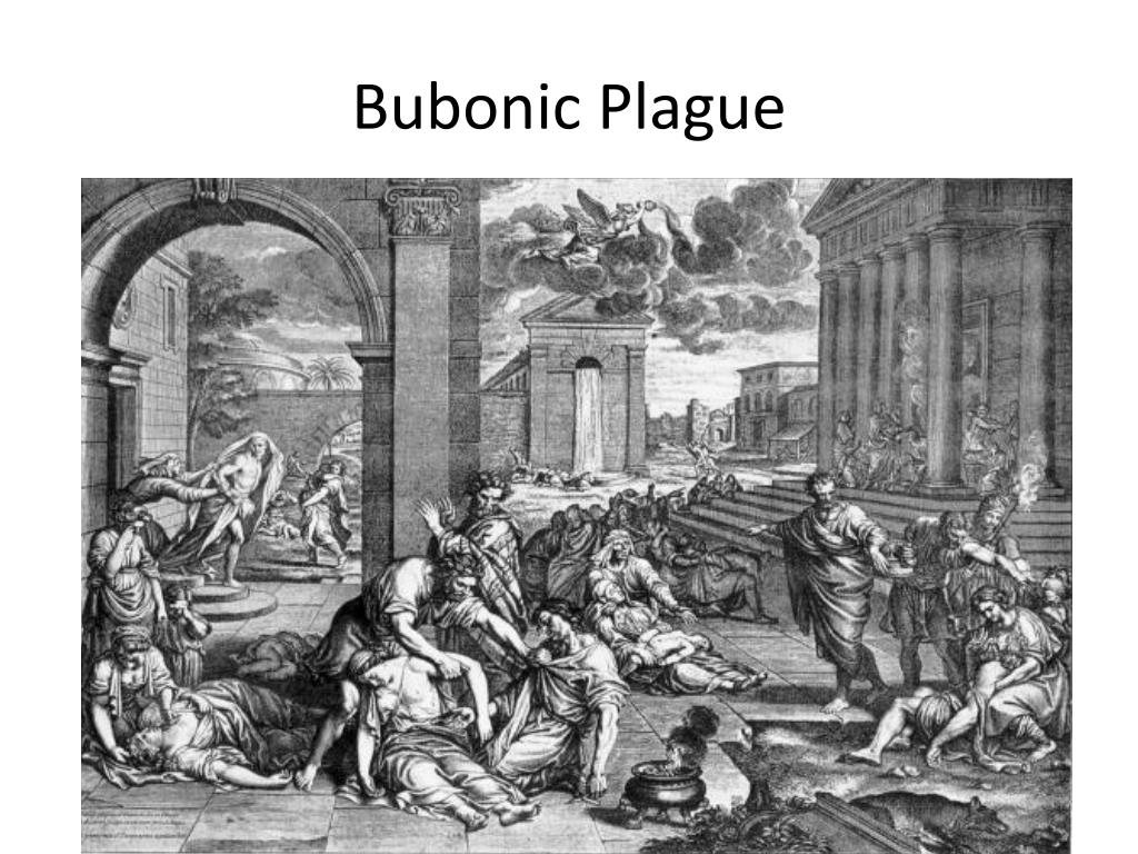 PPT - Bubonic Plague PowerPoint Presentation, free download - ID:1924017