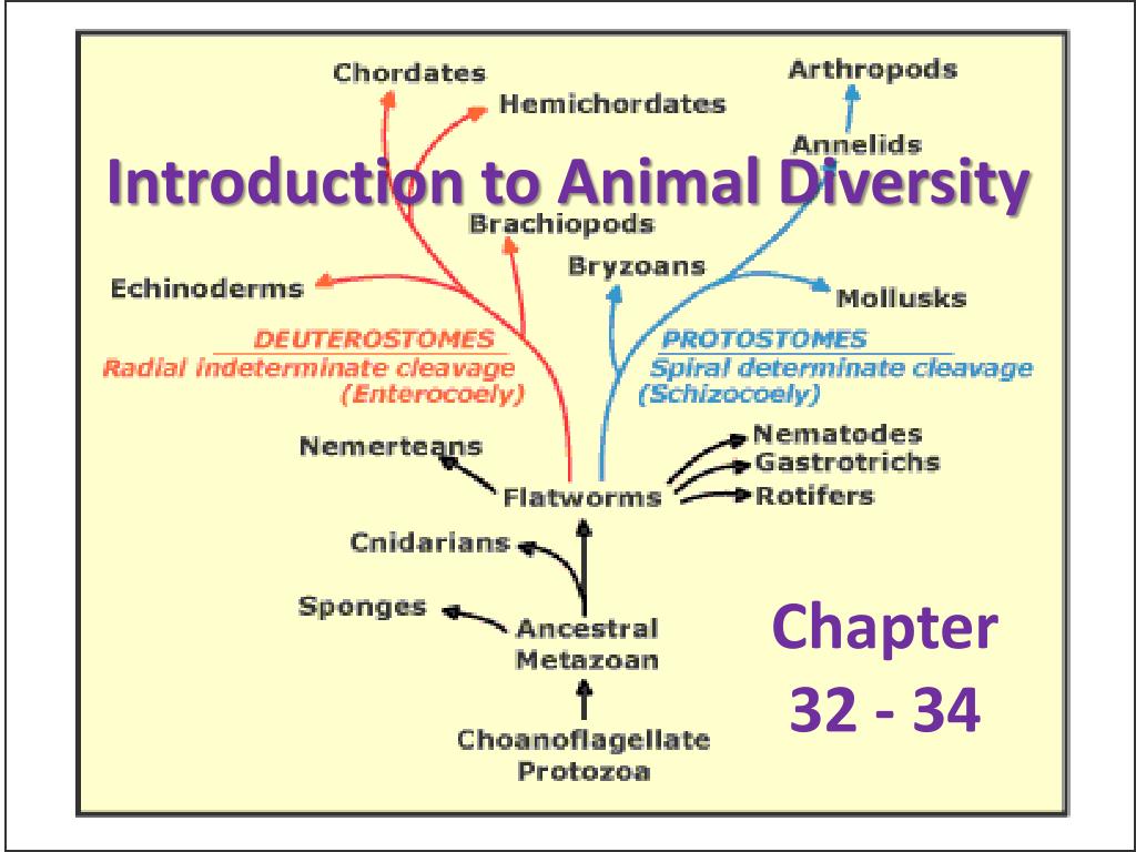 PPT - Introduction to Animal Diversity PowerPoint Presentation, free ...