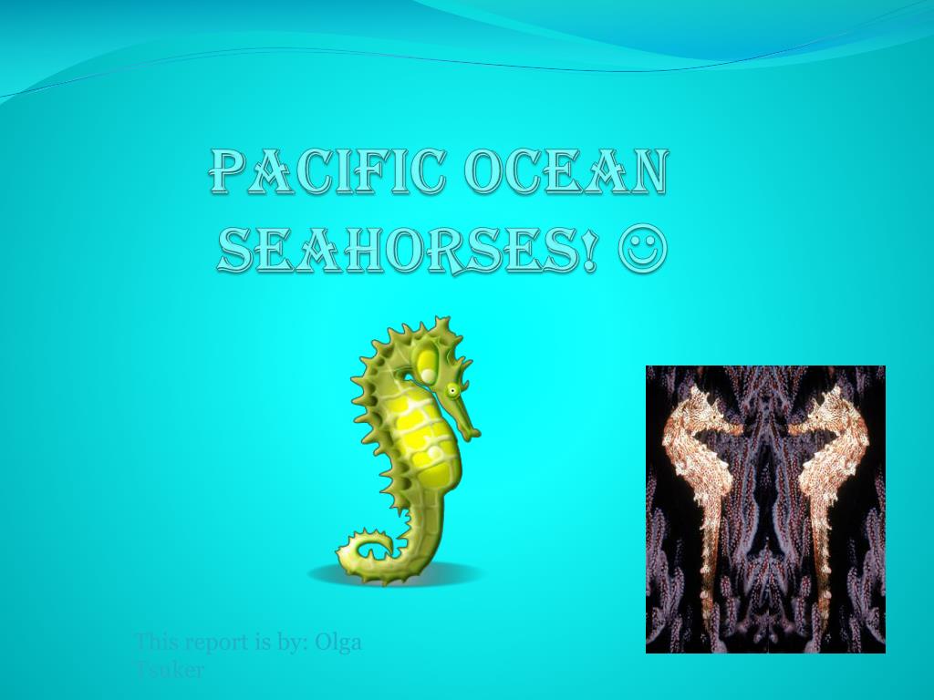 PPT - Pacific Ocean seahorses! PowerPoint Presentation, free download ...