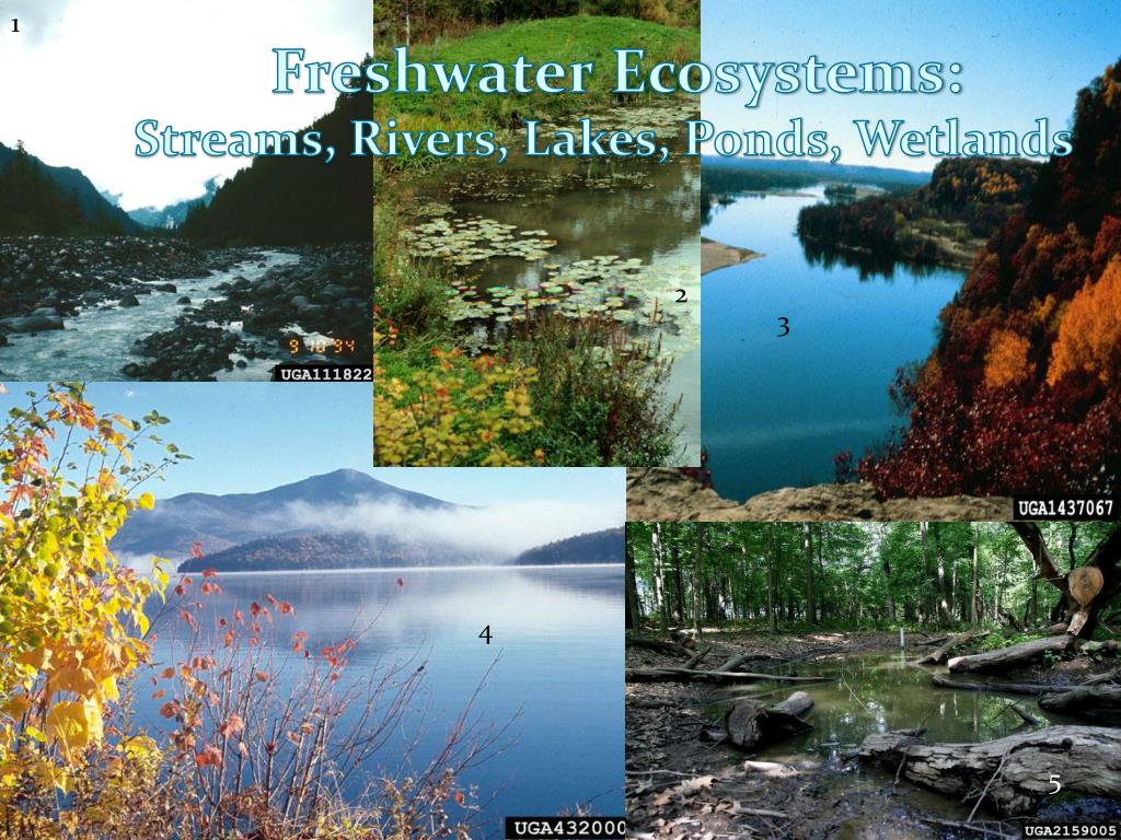 PPT - Freshwater Ecosystems: Streams, Rivers, Lakes, Ponds, Wetlands ...