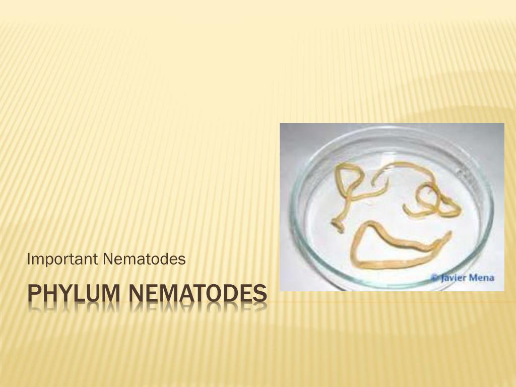 PPT - Phylum nematodes PowerPoint Presentation, free download - ID:1925965