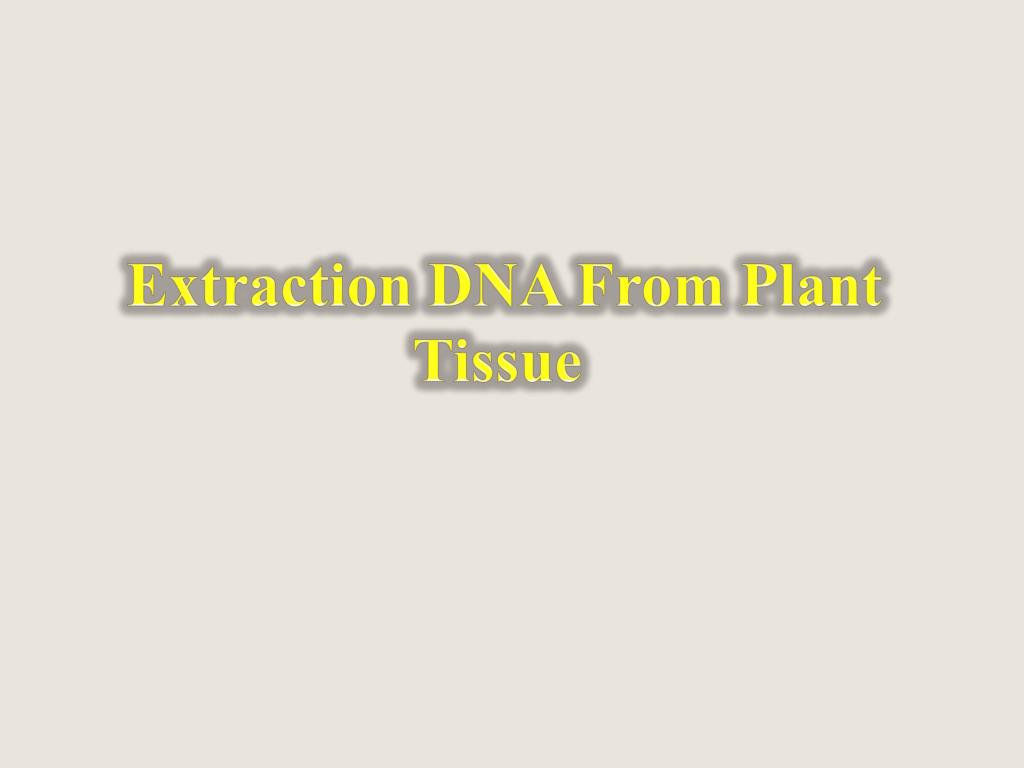 PPT - Extraction DNA From Plant Tissue PowerPoint Presentation, free ...