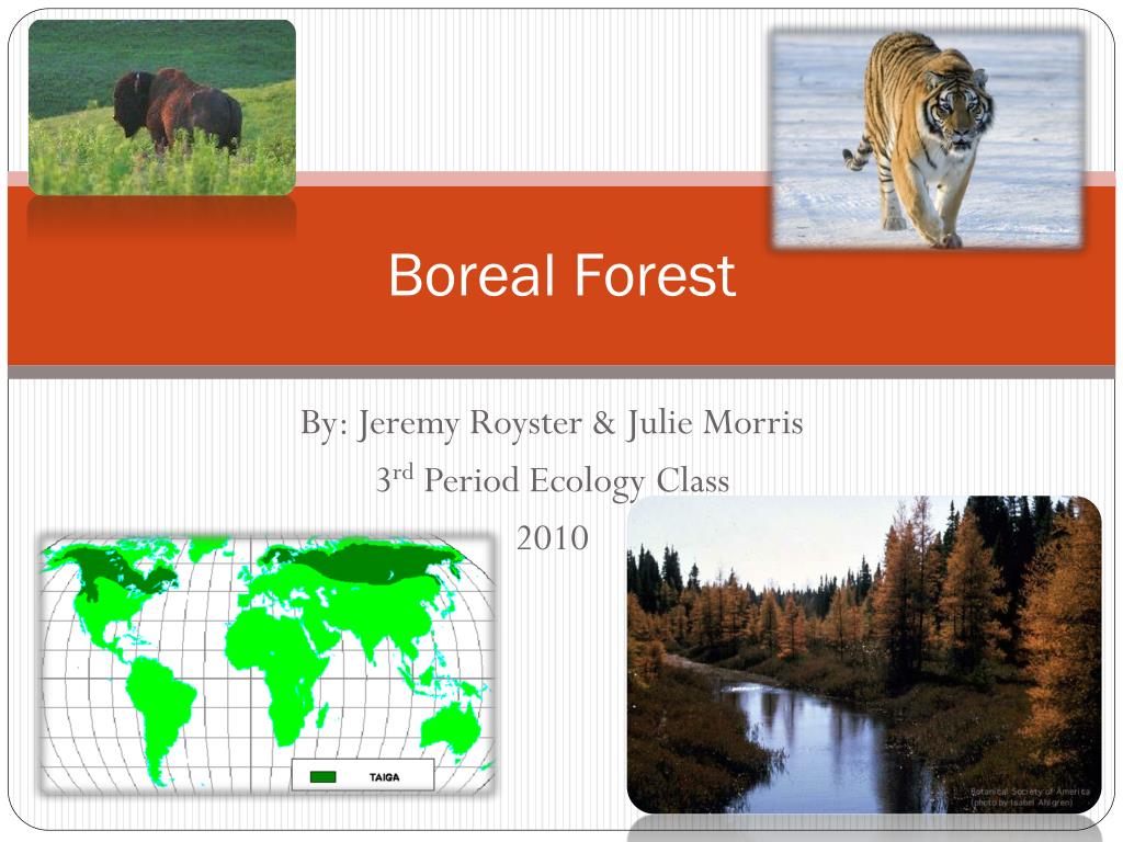 PPT - Boreal Forest PowerPoint Presentation, free download - ID:1926987