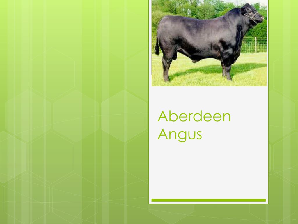 PPT - Aberdeen Angus PowerPoint Presentation, free download - ID:1927260