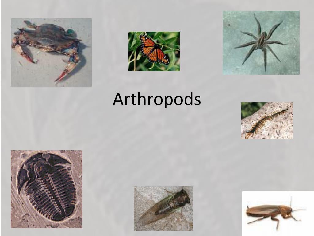 PPT - Arthropods PowerPoint Presentation, free download - ID:1927626
