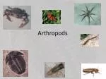 PPT - Chapter 36 Arthropods & Chapter 37 Insects PowerPoint ...