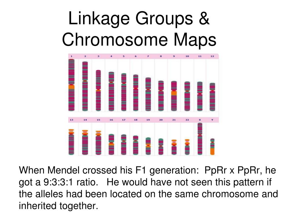PPT - Linkage Groups & Chromosome Maps PowerPoint Presentation - ID:1930821