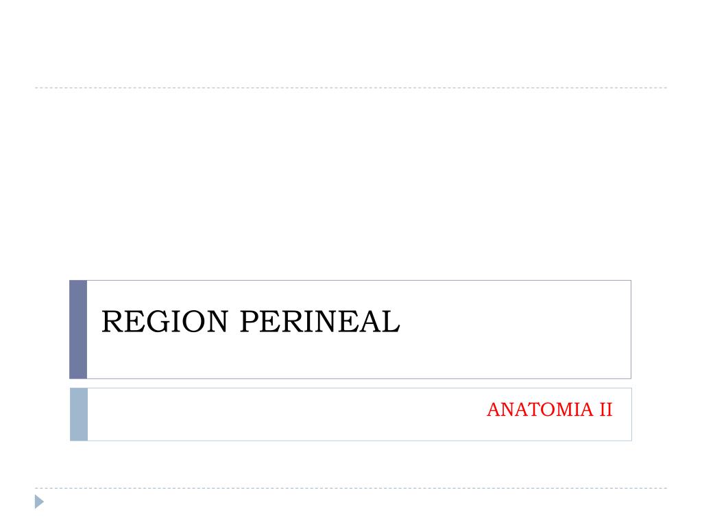 PPT - REGION PERINEAL PowerPoint Presentation, free download - ID:1930839