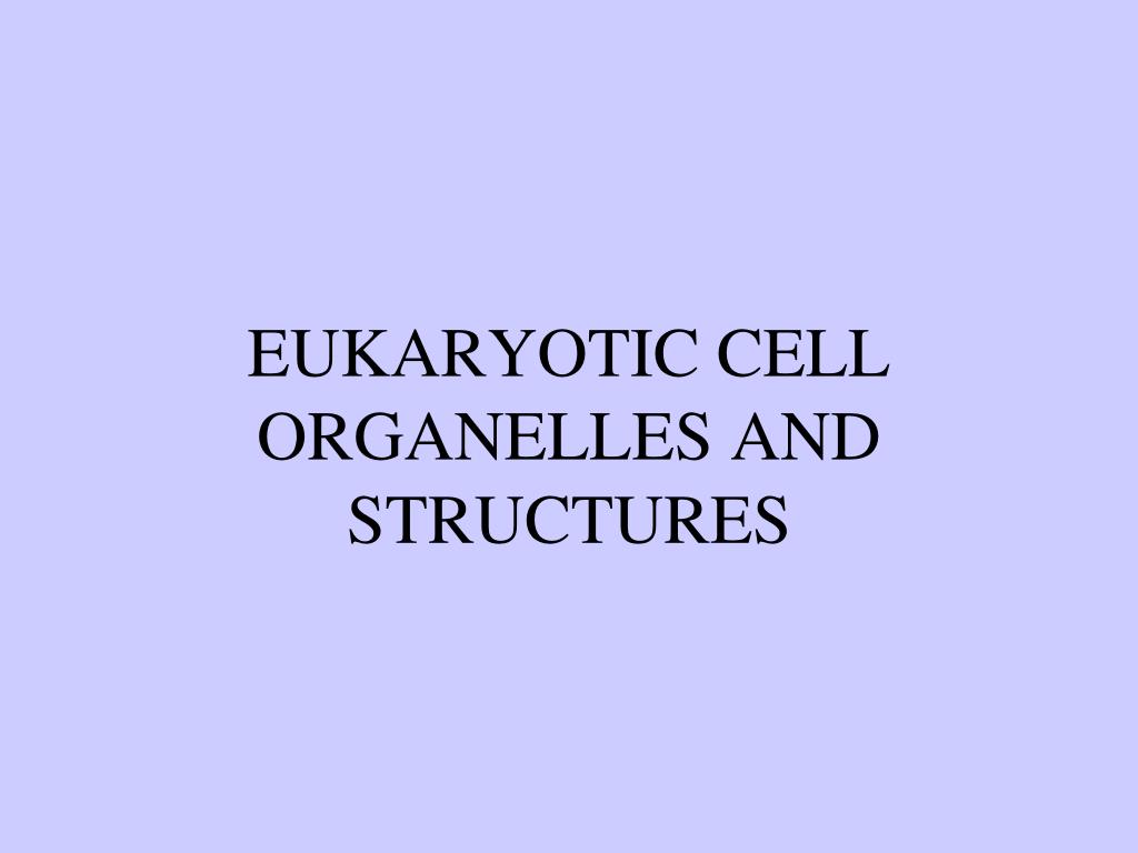 PPT - EUKARYOTIC CELL ORGANELLES AND STRUCTURES PowerPoint Presentation ...