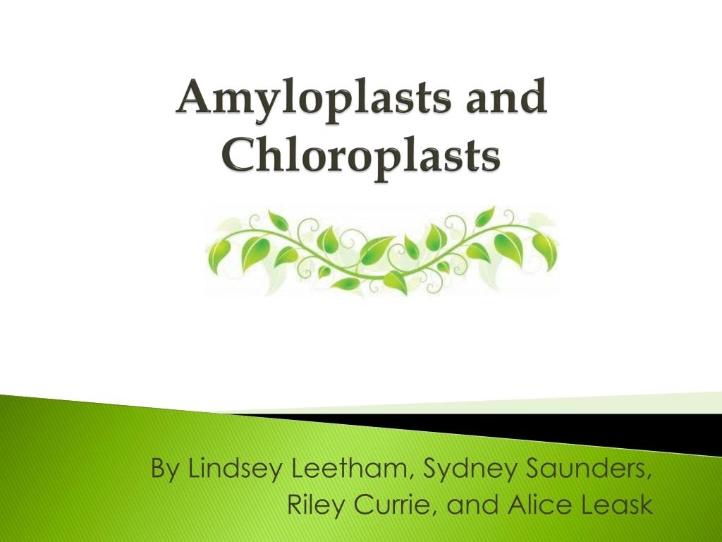 PPT - Amyloplasts and Chloroplasts PowerPoint Presentation, free ...