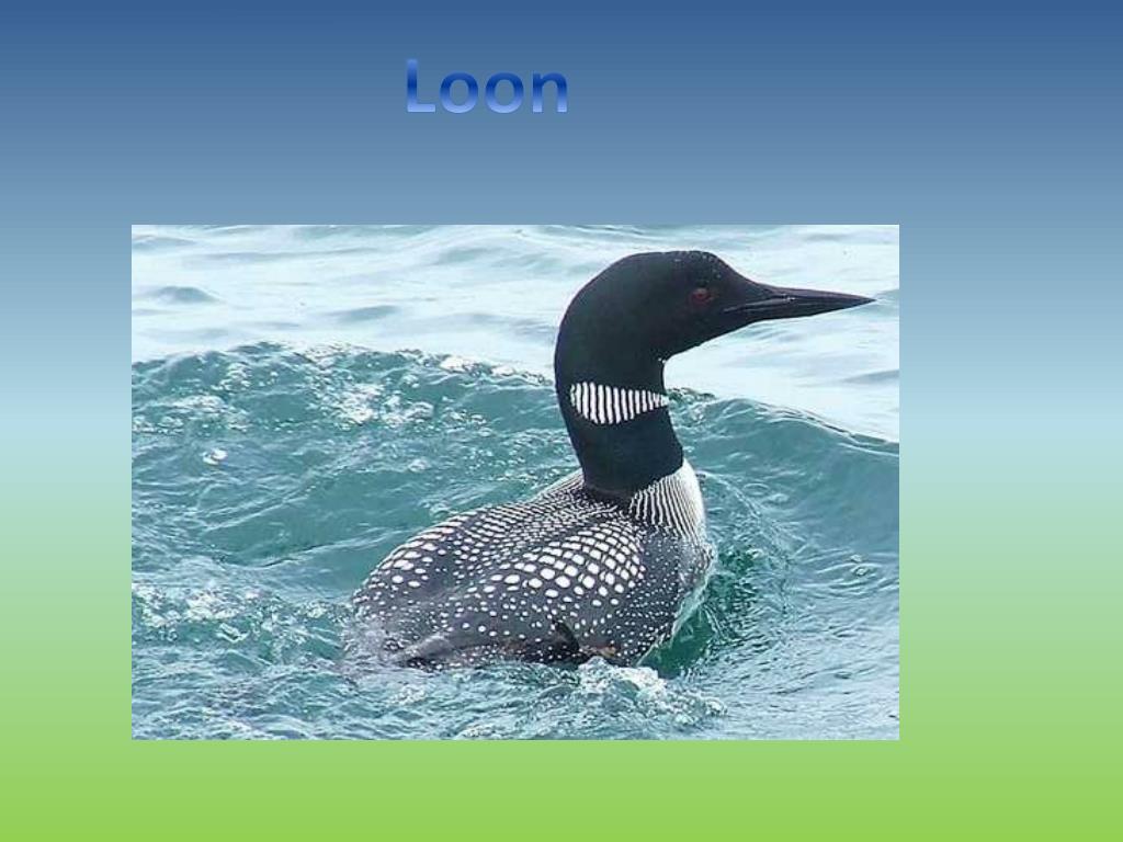 PPT - Loon PowerPoint Presentation, free download - ID:1931392