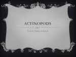 PPT - Sponges: Phylum Porifera PowerPoint Presentation, free download ...