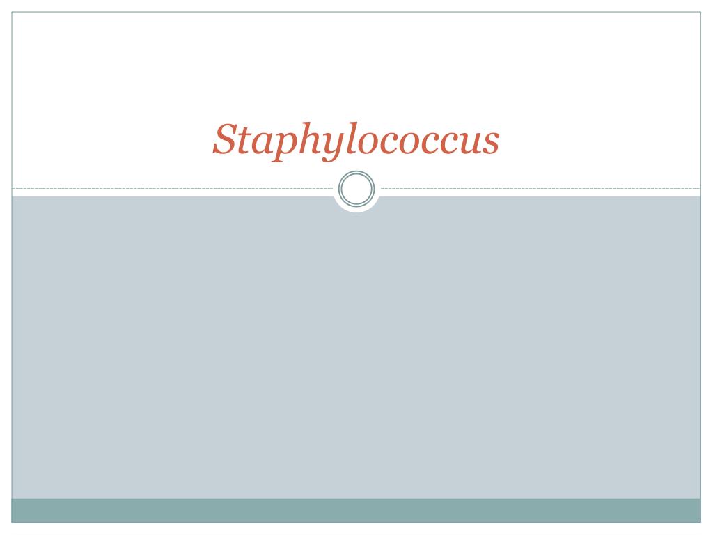 PPT - Staphylococcus PowerPoint Presentation, free download - ID:1934946