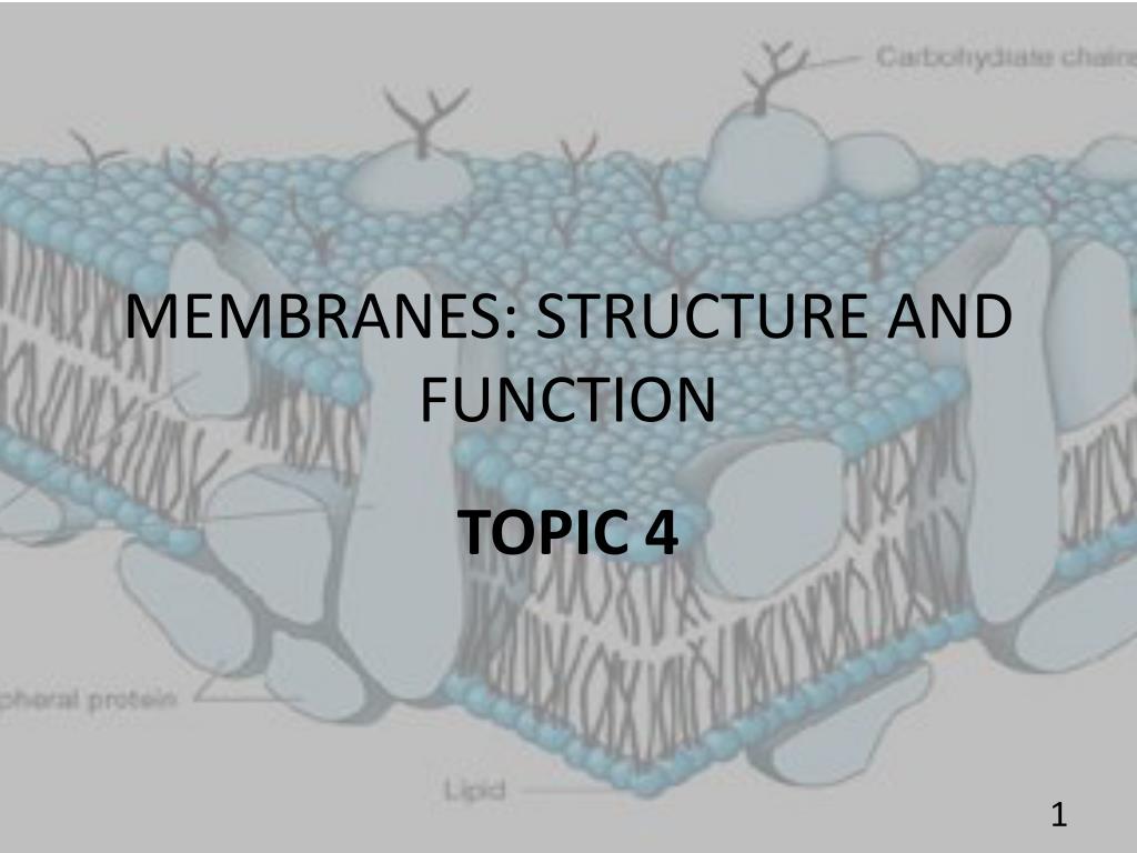 PPT - MEMBRANES: STRUCTURE AND FUNCTION PowerPoint Presentation, free ...
