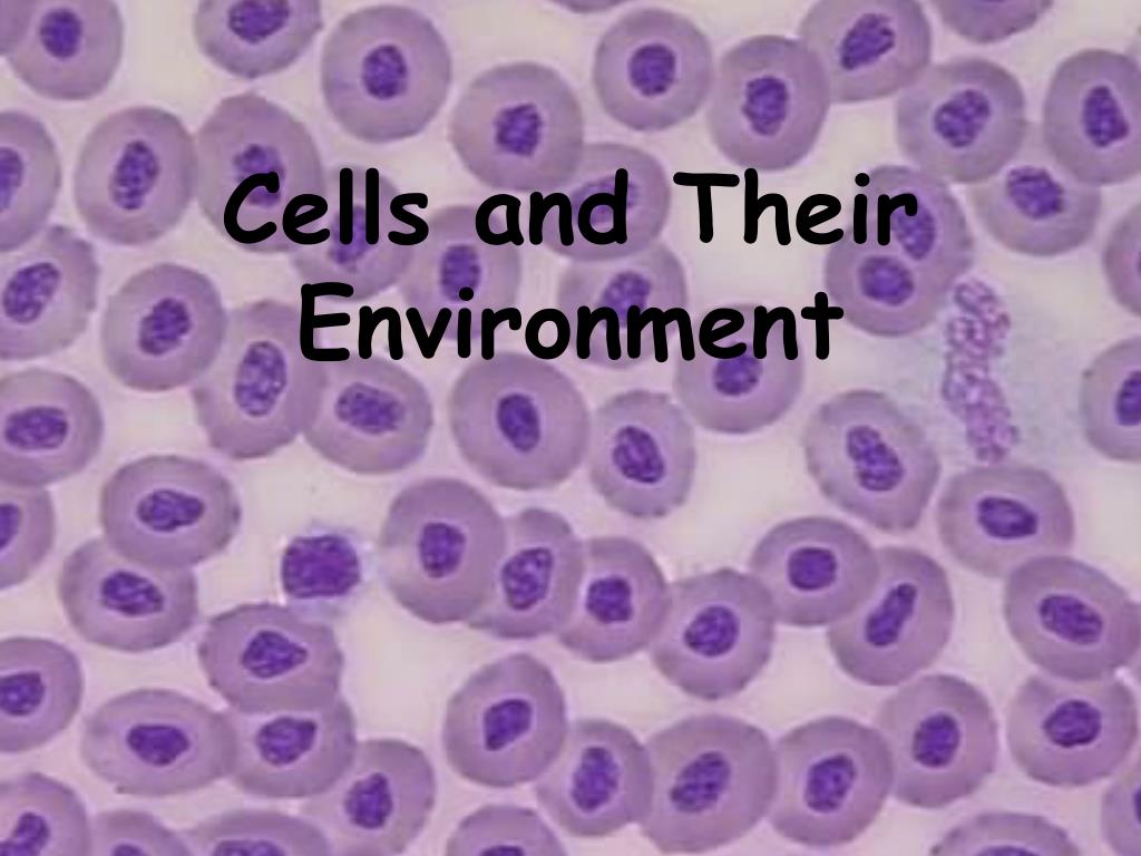 PPT - Cells and Their Environment PowerPoint Presentation, free ...
