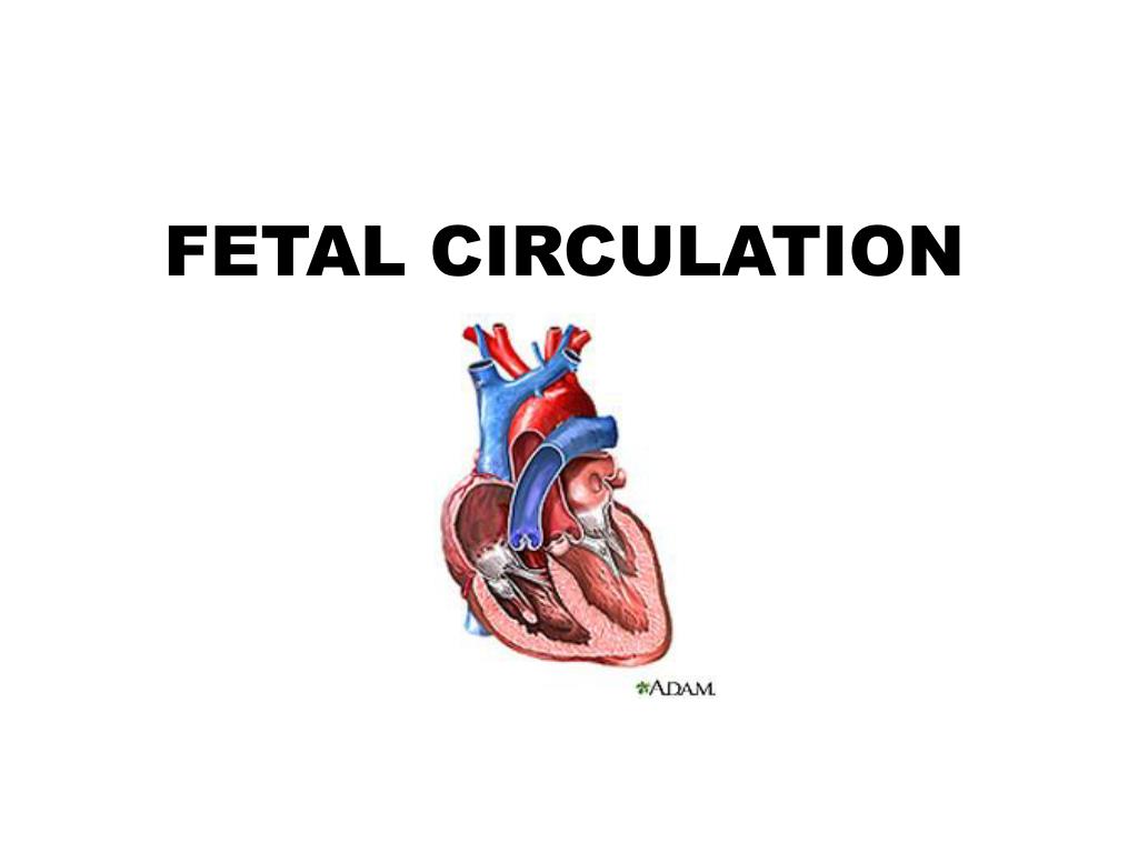 PPT - FETAL CIRCULATION PowerPoint Presentation, free download - ID:1939987