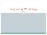 PPT - Respiratory Physiology PowerPoint Presentation, free download ...