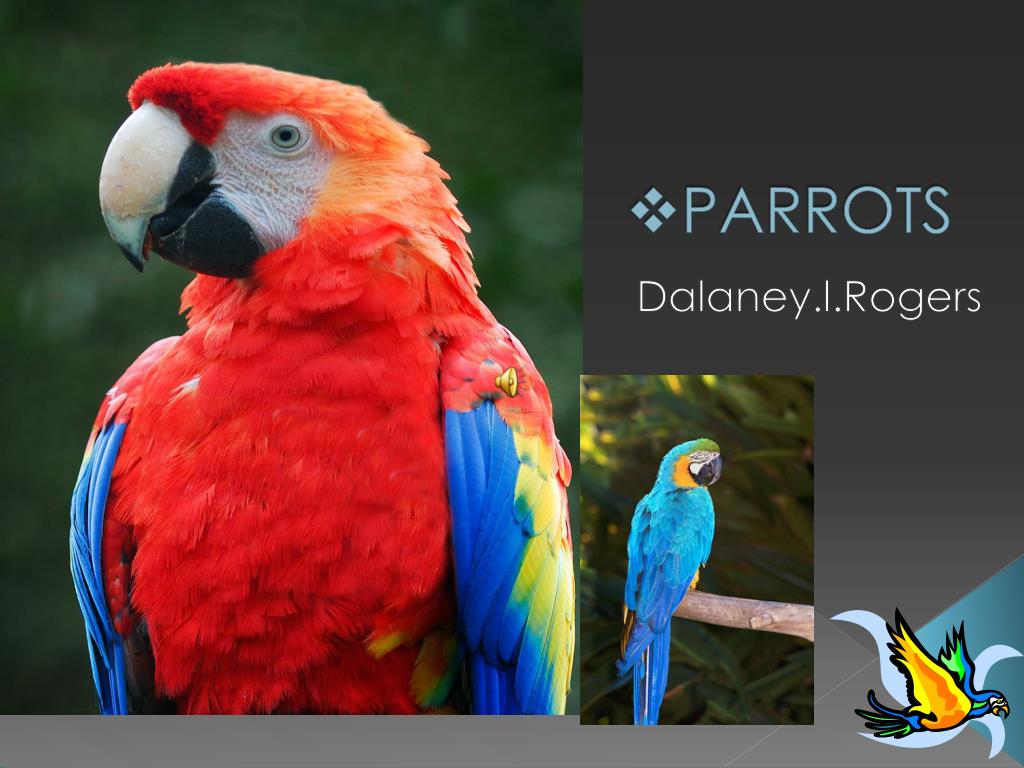 PPT - PARROTS PowerPoint Presentation, free download - ID:1943882