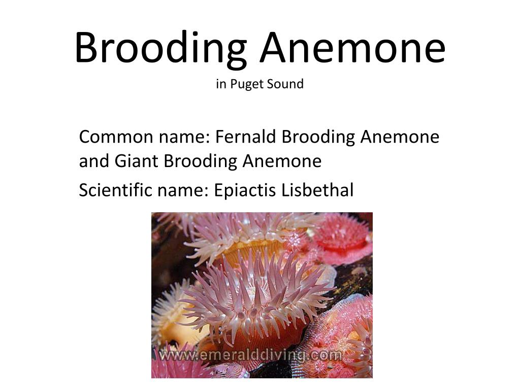 PPT - Brooding Anemone in Puget Sound PowerPoint Presentation, free ...
