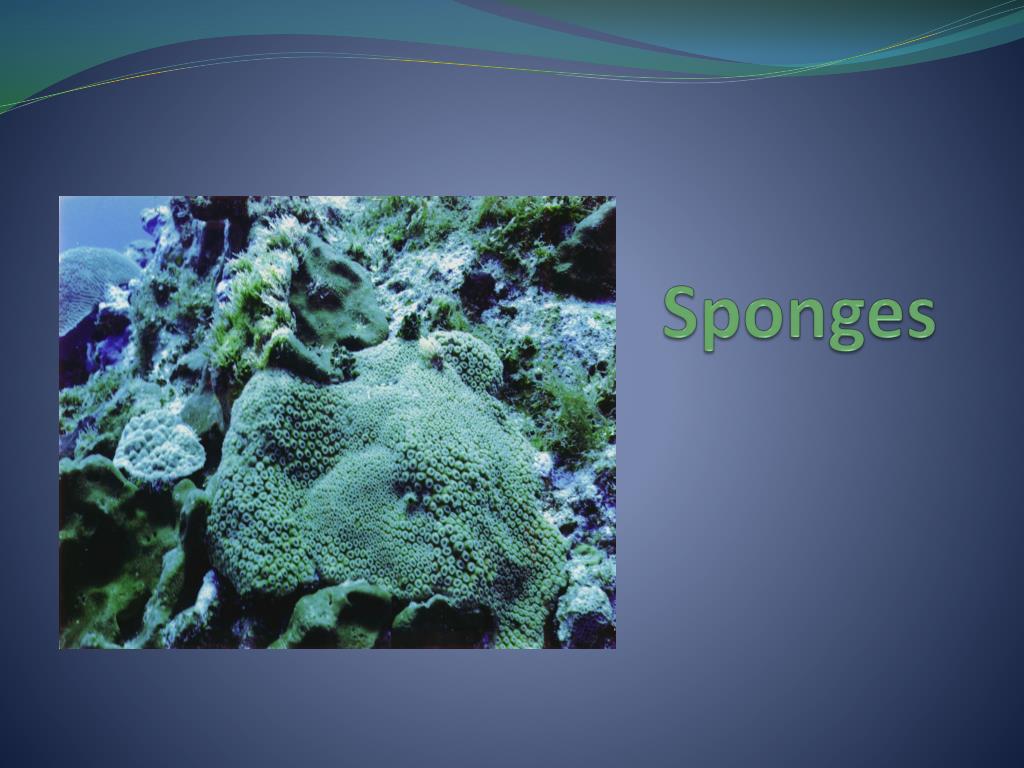 PPT - Sponges PowerPoint Presentation, free download - ID:1946500