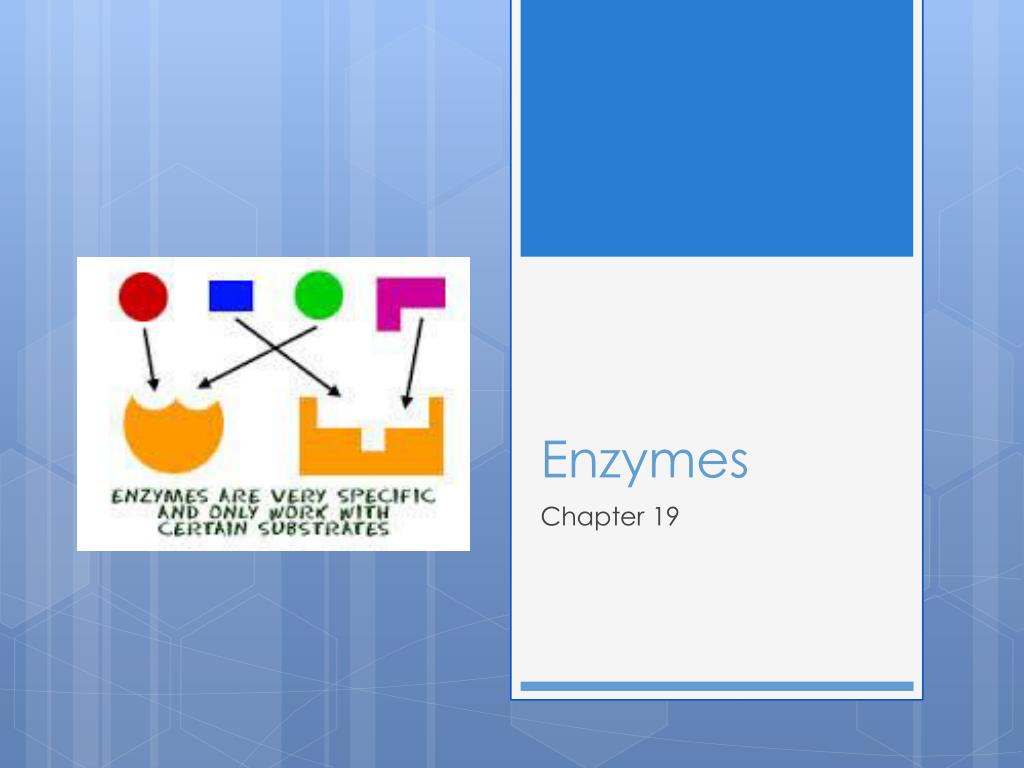 PPT - Enzymes PowerPoint Presentation, free download - ID:1946797