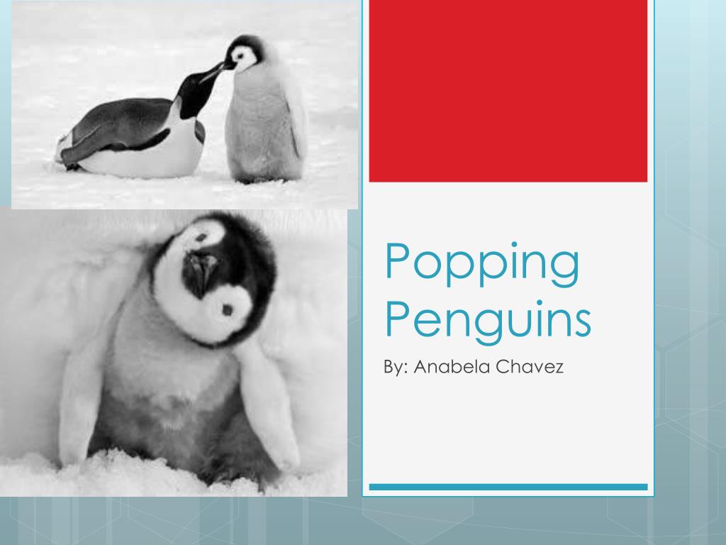 PPT - Popping Penguins PowerPoint Presentation, free download - ID:1947023