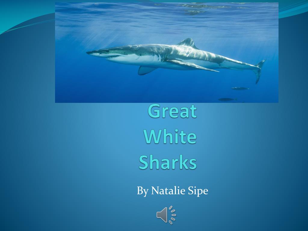 PPT - Great White Sharks PowerPoint Presentation, free download - ID ...