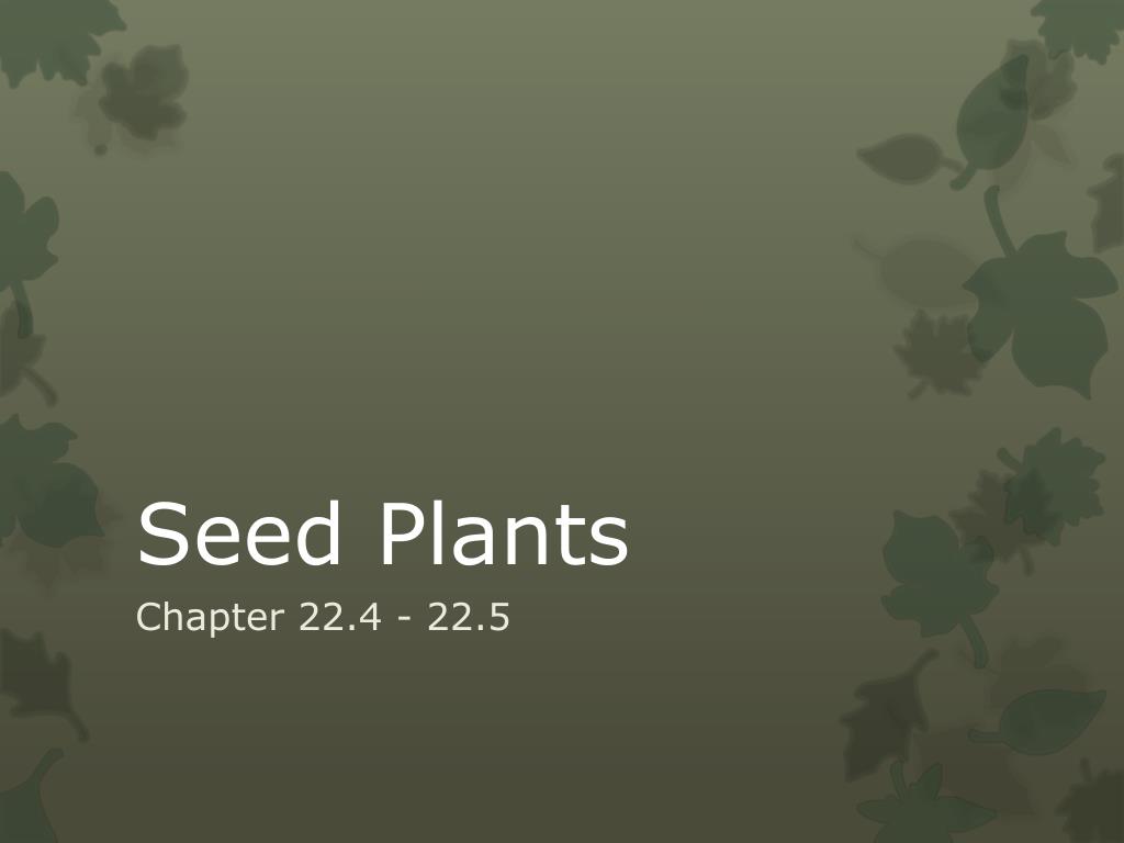 PPT - Seed Plants PowerPoint Presentation, free download - ID:1948916