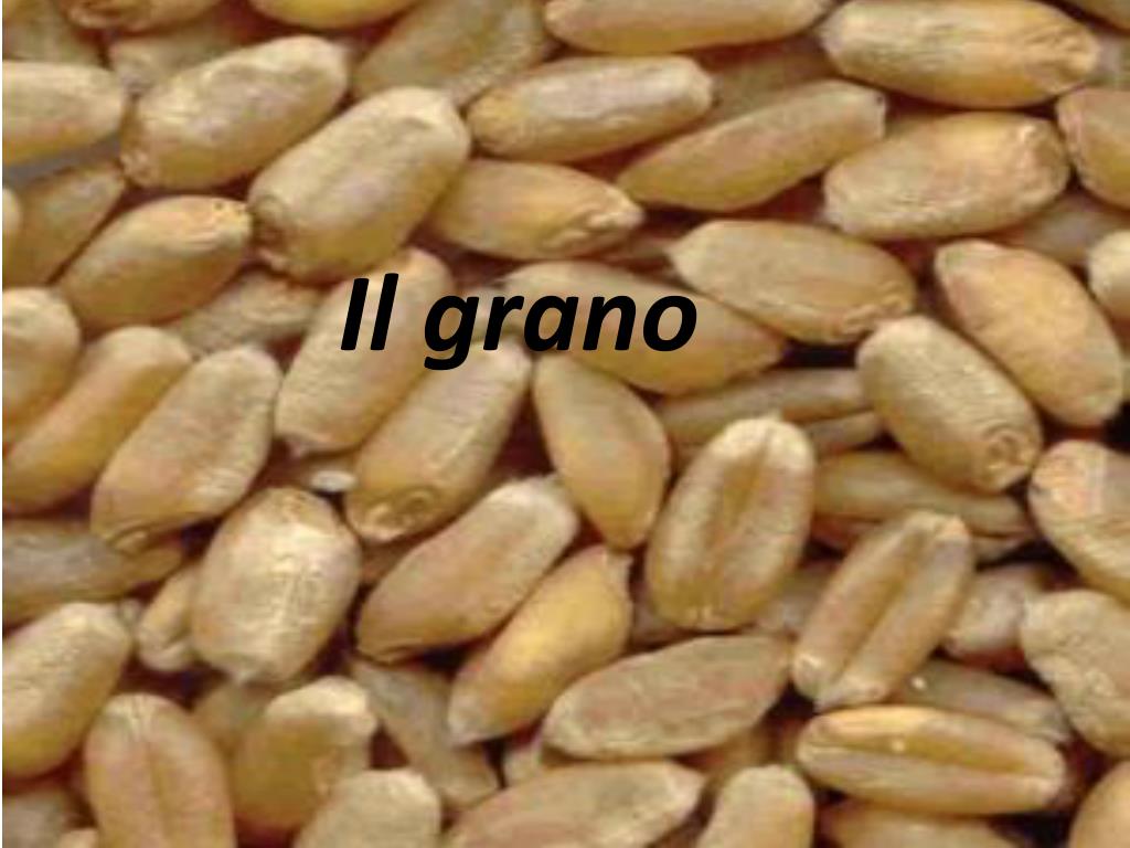 PPT - Il grano PowerPoint Presentation, free download - ID:1949890