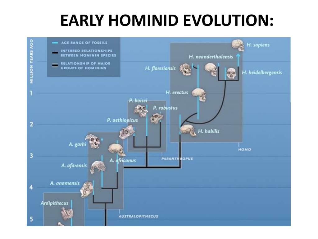 PPT - EARLY HOMINID EVOLUTION: PowerPoint Presentation, free download ...