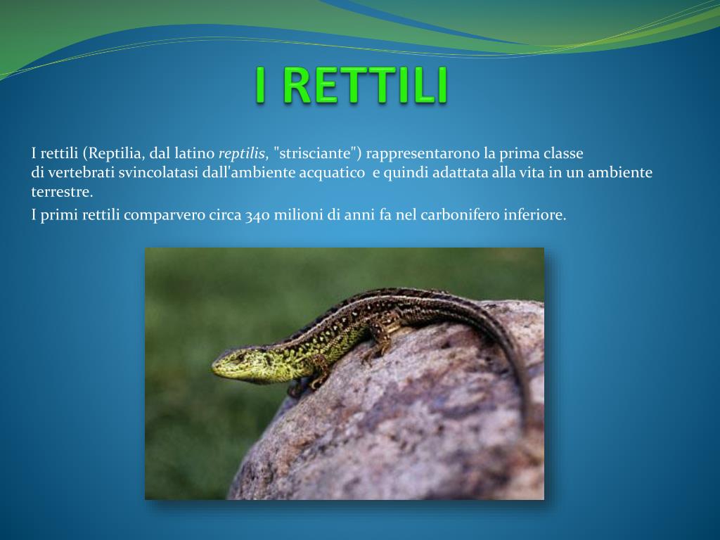 PPT - I RETTILI PowerPoint Presentation, free download - ID:1951870