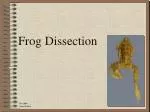 PPT - Frog Dissection PowerPoint Presentation, free download - ID:2993114