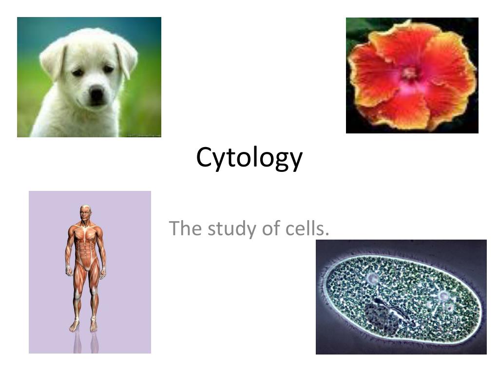 PPT - Cytology PowerPoint Presentation, free download - ID:1952455