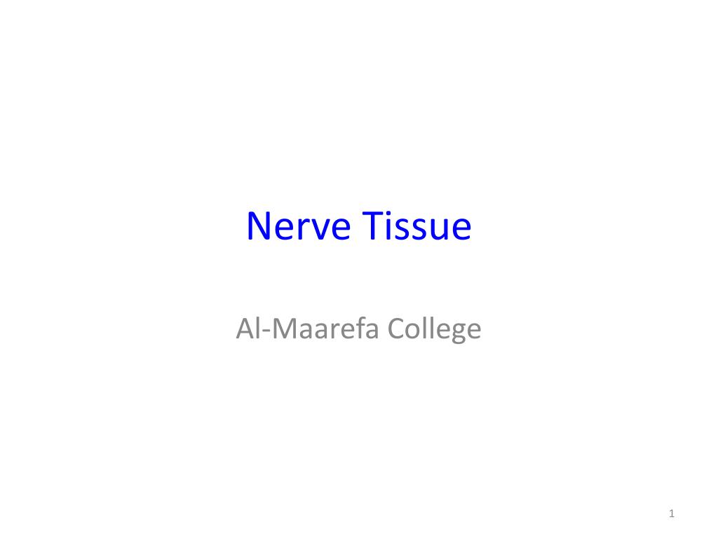 PPT - Nerve Tissue PowerPoint Presentation, free download - ID:1952488