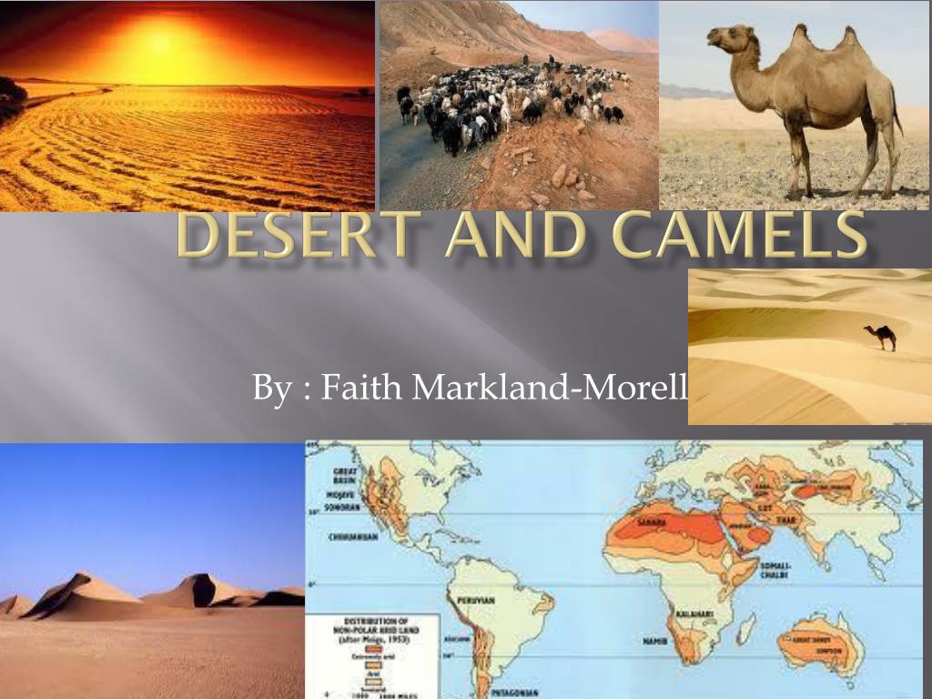 PPT - Desert and Camels PowerPoint Presentation, free download - ID:1953387