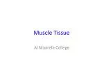 PPT - Muscle Tissue PowerPoint Presentation, free download - ID:1466183