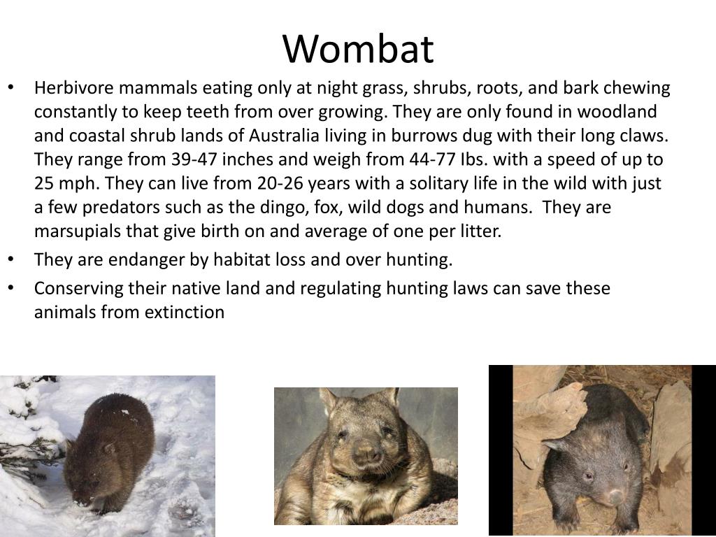 PPT - Wombat PowerPoint Presentation, free download - ID:1956804
